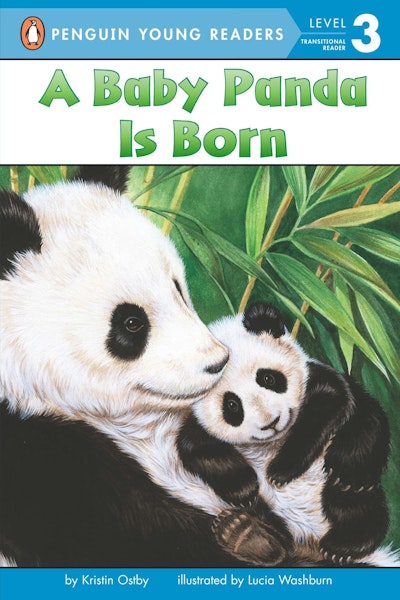 A Baby Panda Is Born by Kristin Ostby - Penguin Books Australia
