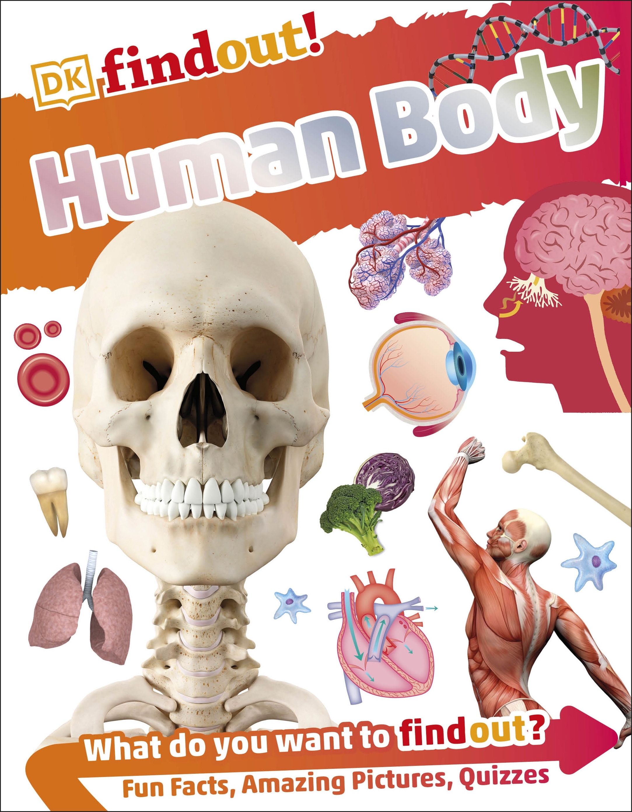 DKfindout Human Body By DK Penguin Books Australia DKfindout Human Body By DK Penguin Books Australia