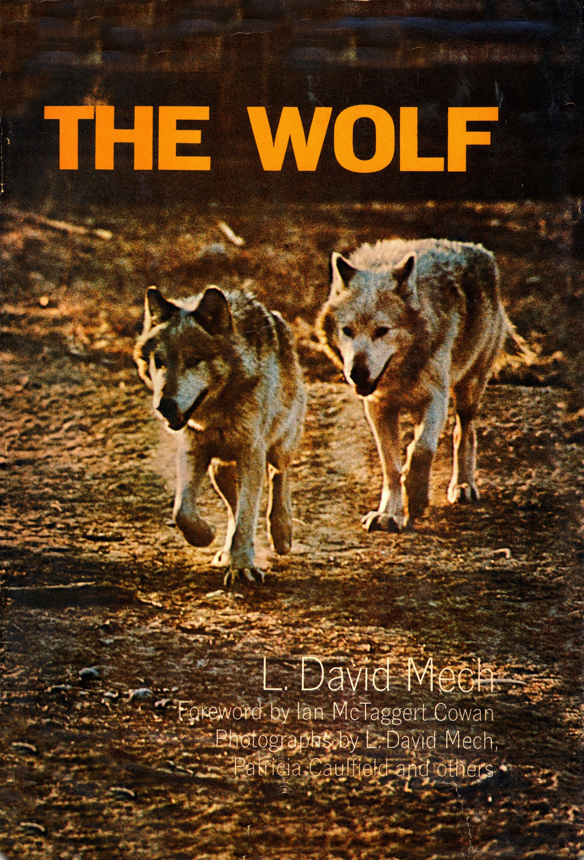 Wolf - Penguin Books New Zealand